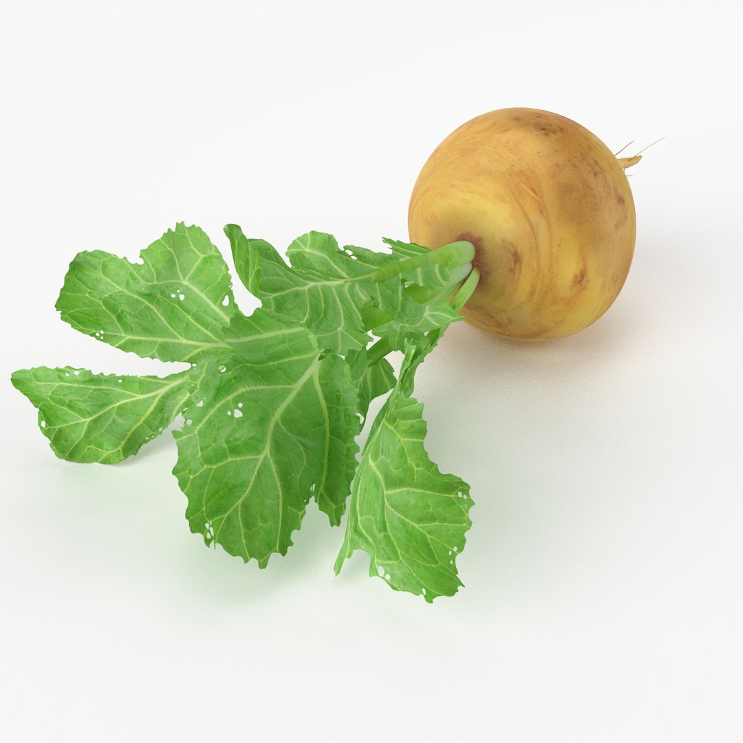 3d Model Realistic Turnip Real