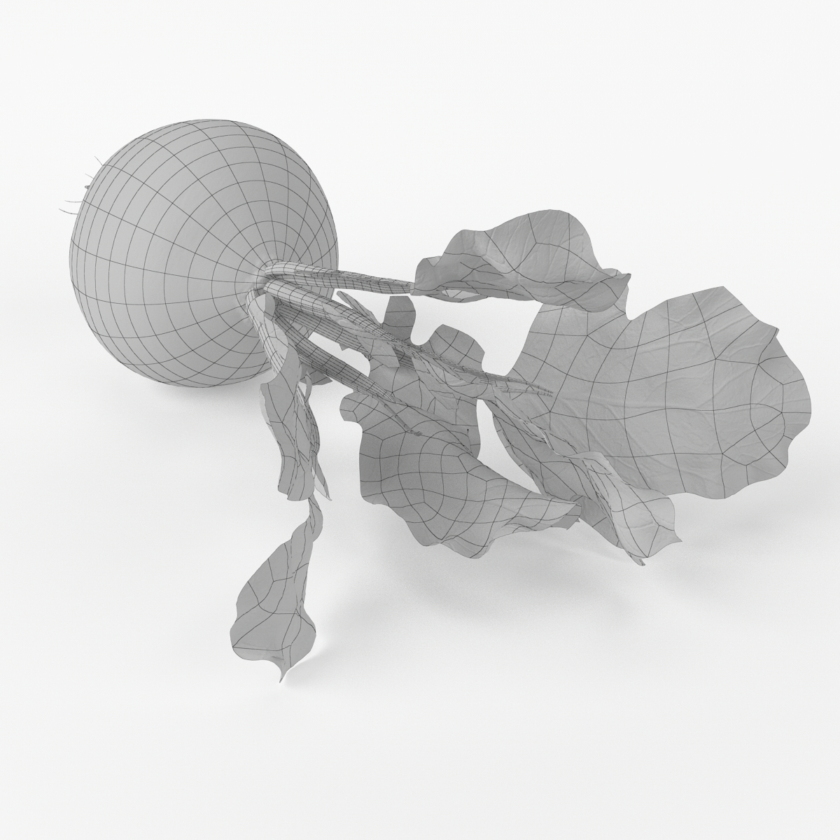 3d model realistic turnip real