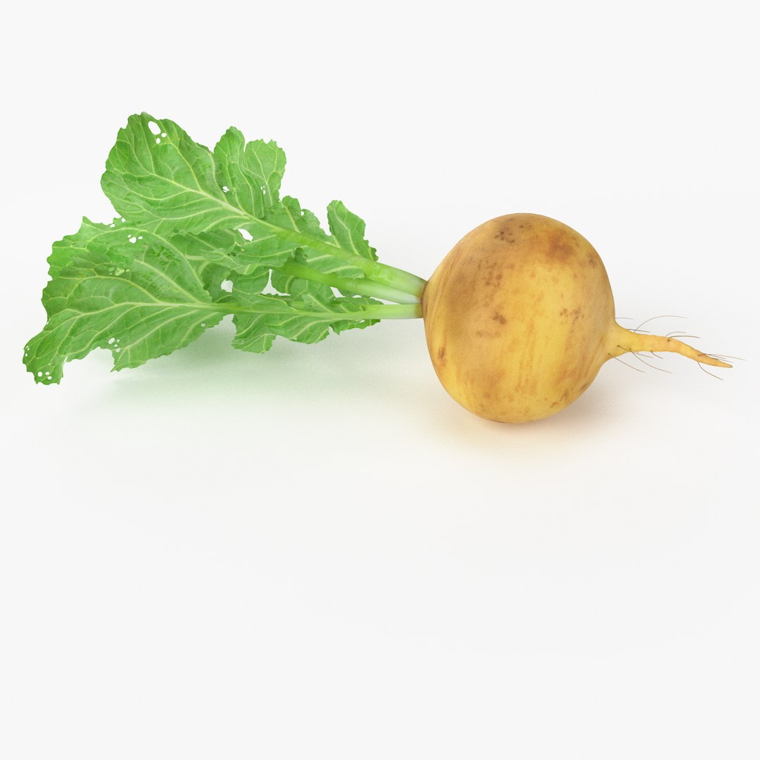 3d Model Realistic Turnip Real