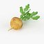 3d Model Realistic Turnip Real