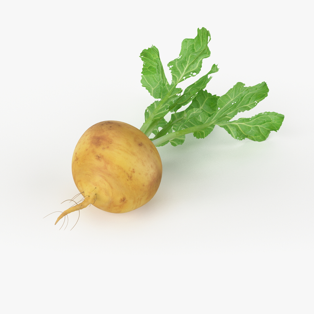 3d Model Realistic Turnip Real