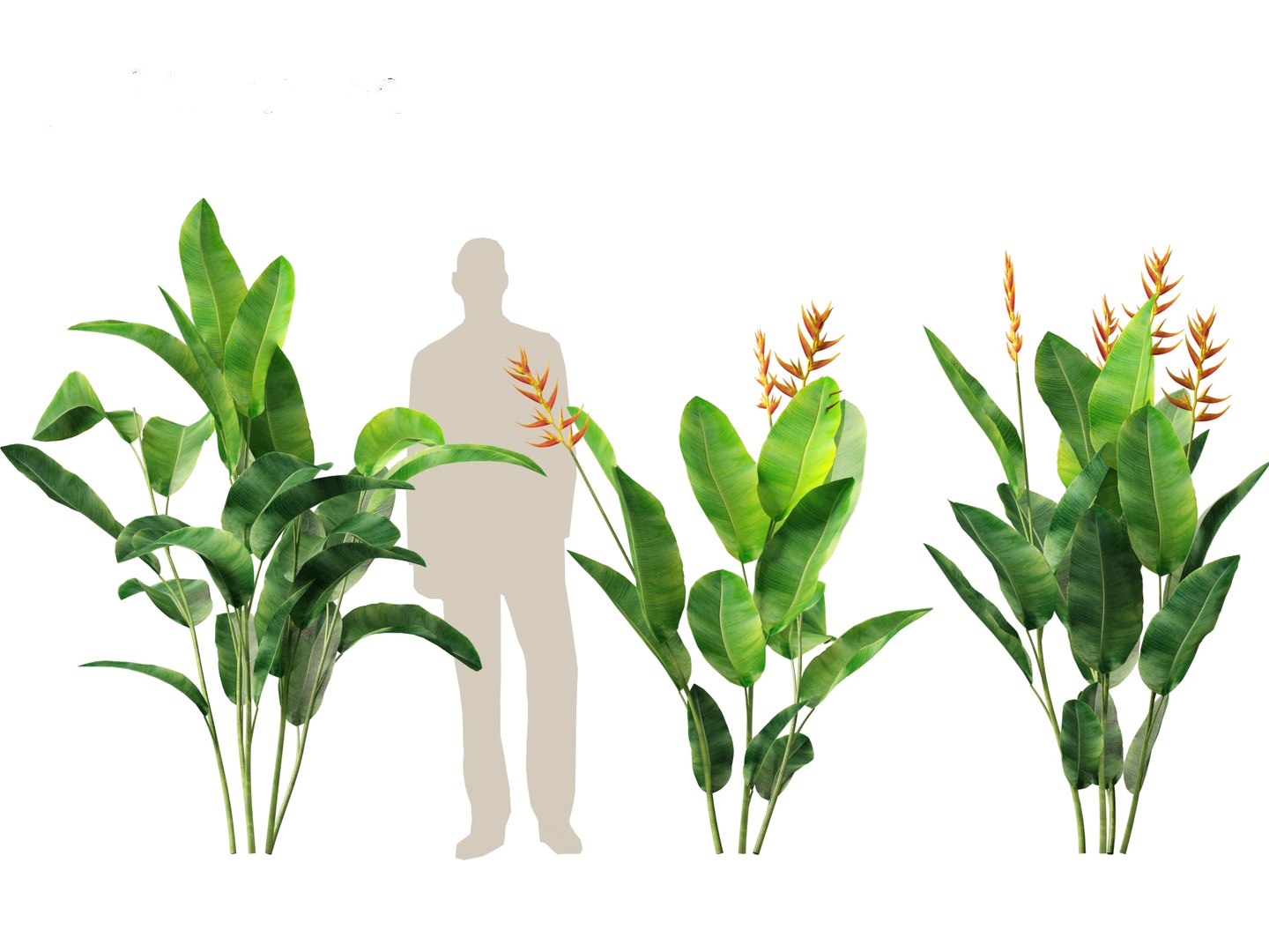 Heliconia Metallica - Shining Bird Of Paradise 3D Model - TurboSquid ...