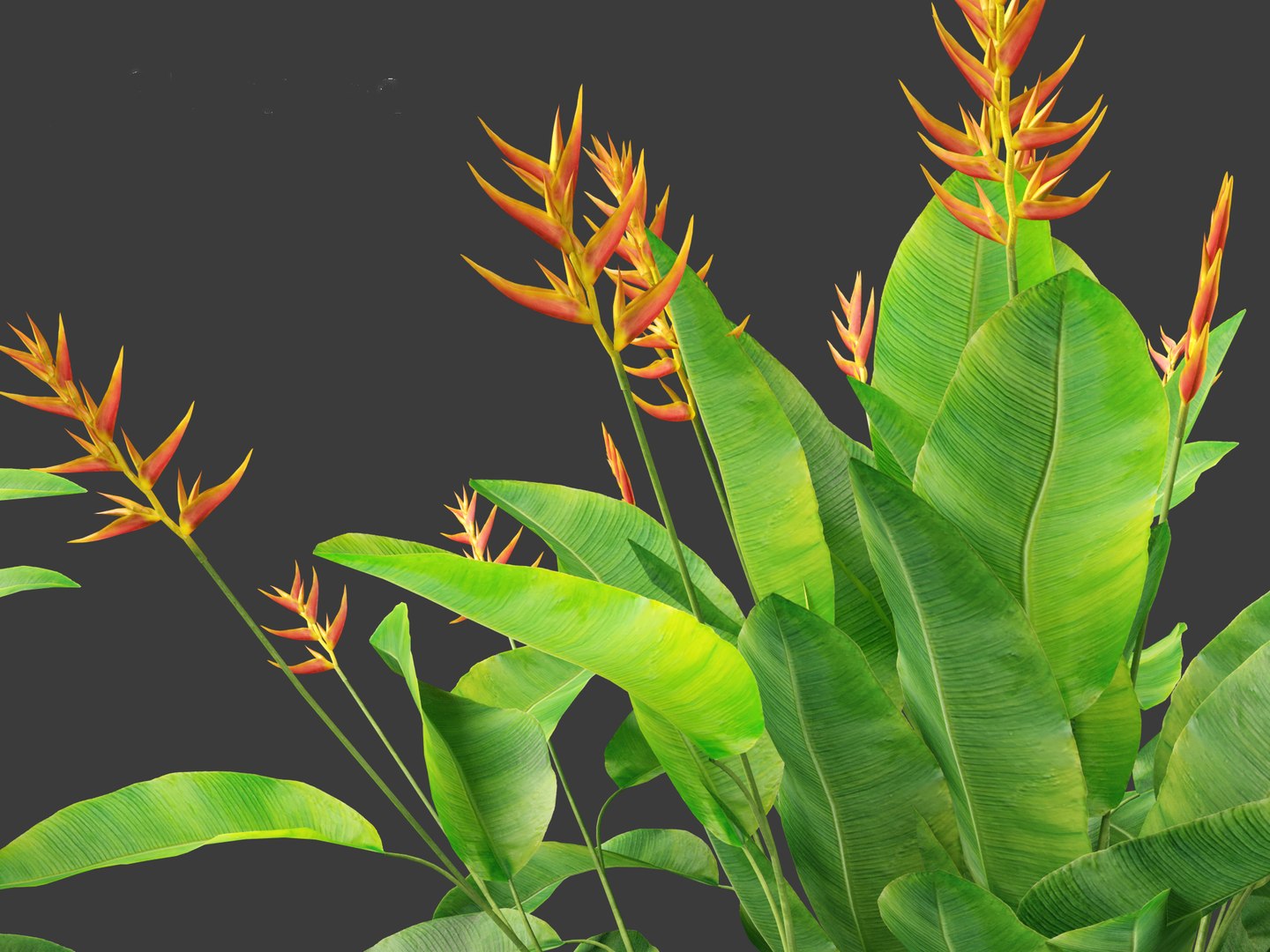 Heliconia Metallica - Shining Bird Of Paradise 3D Model - TurboSquid ...