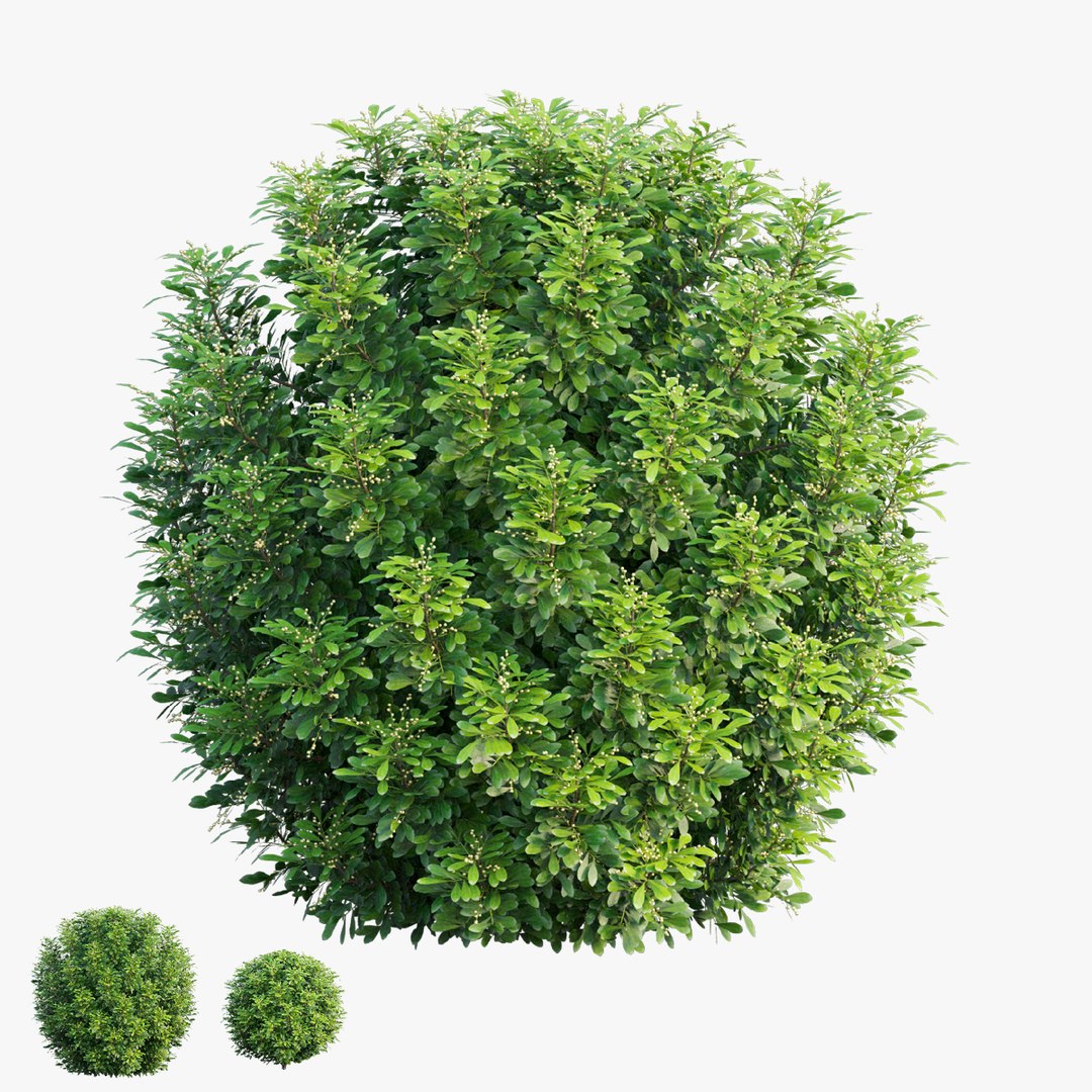 Aglaia duperreana plant set 05 model - TurboSquid 1837345