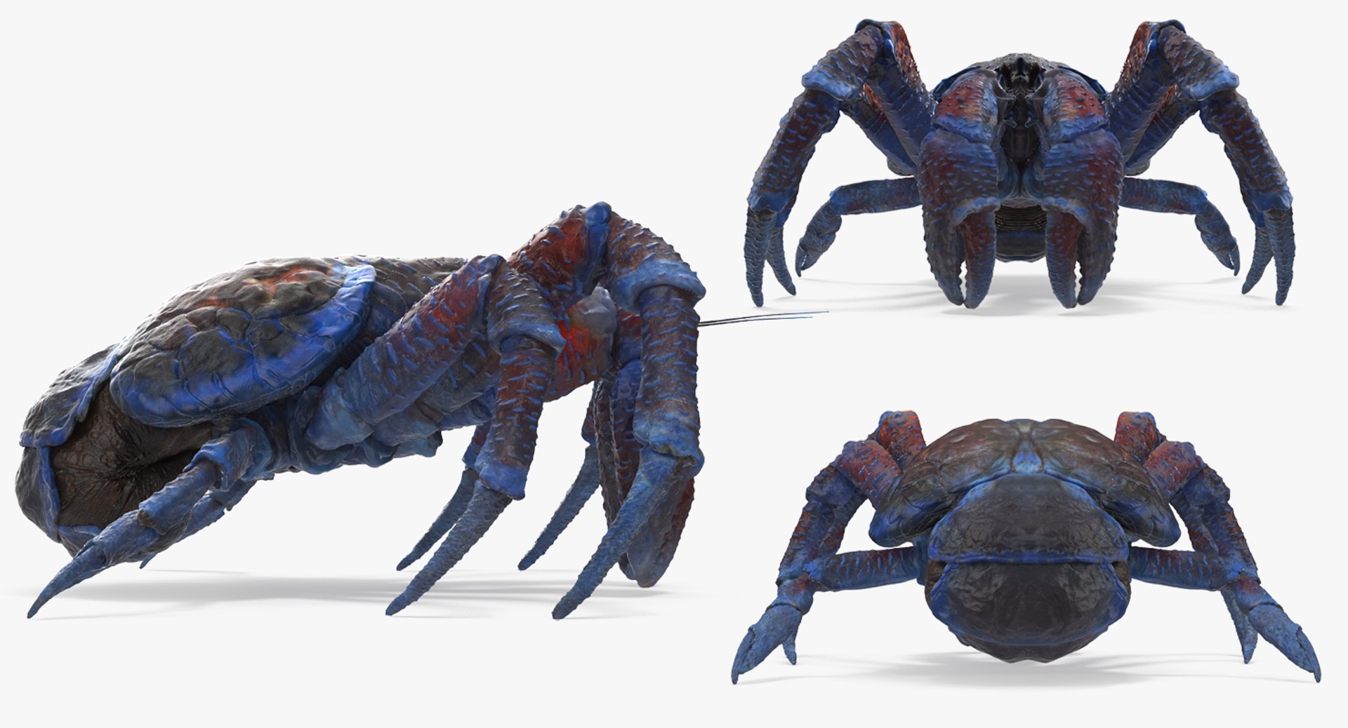 Coconut Crab 3D - TurboSquid 1156693