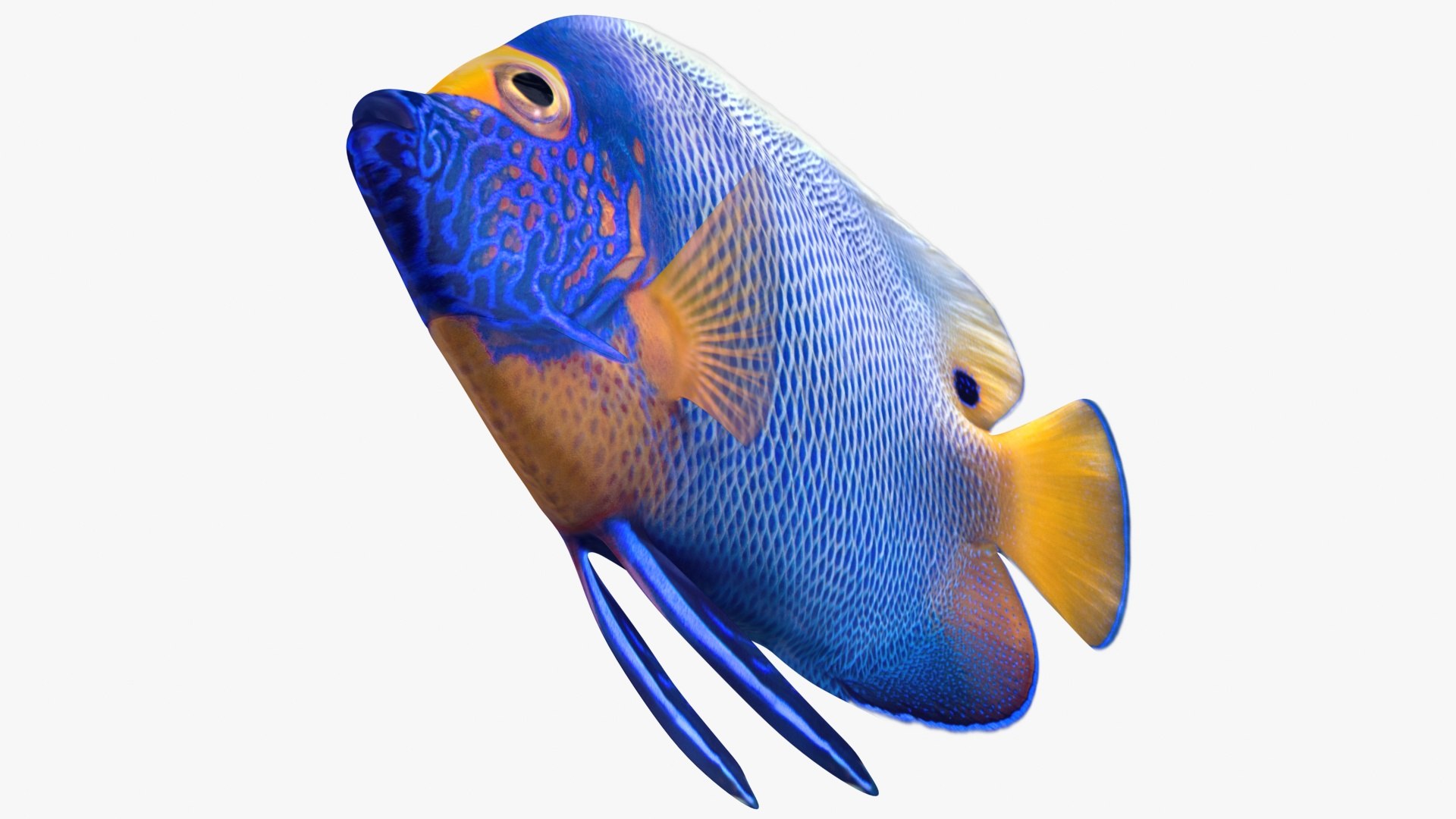 3D Model Blueface Angelfish Animation - TurboSquid 1514028