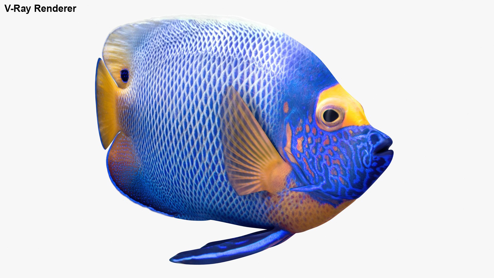 3D Model Blueface Angelfish Animation - TurboSquid 1514028