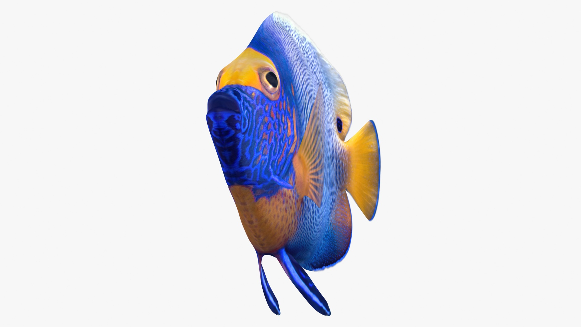 3D Model Blueface Angelfish Animation - TurboSquid 1514028