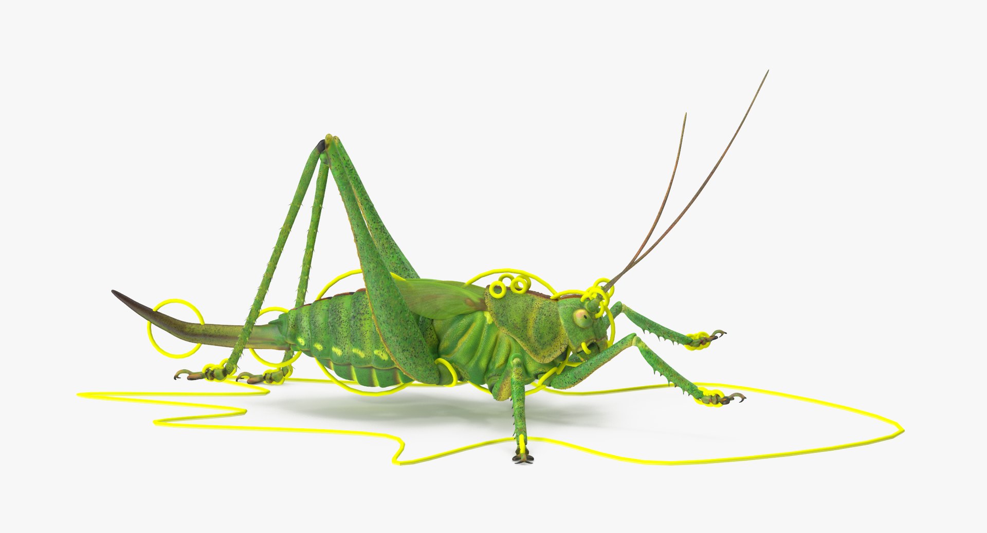 3d Rigged Grasshopper Model
