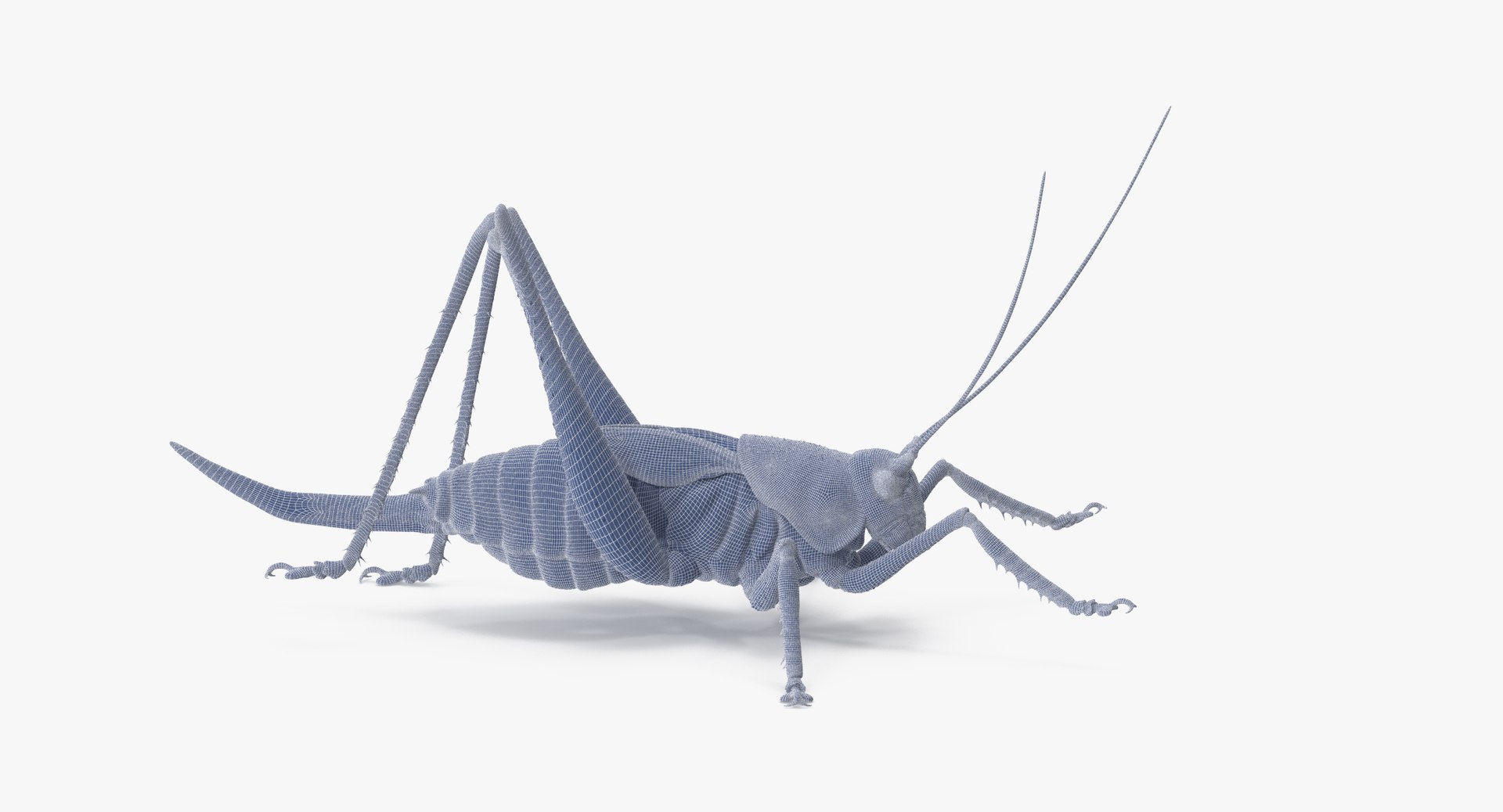 3d Rigged Grasshopper Model