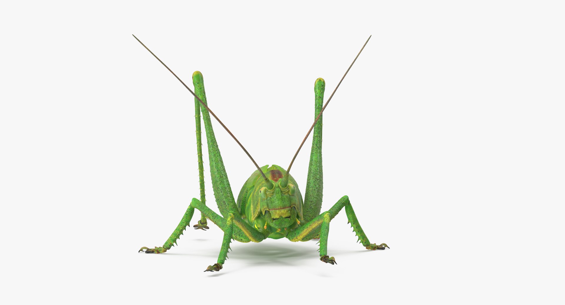 3d Rigged Grasshopper Model