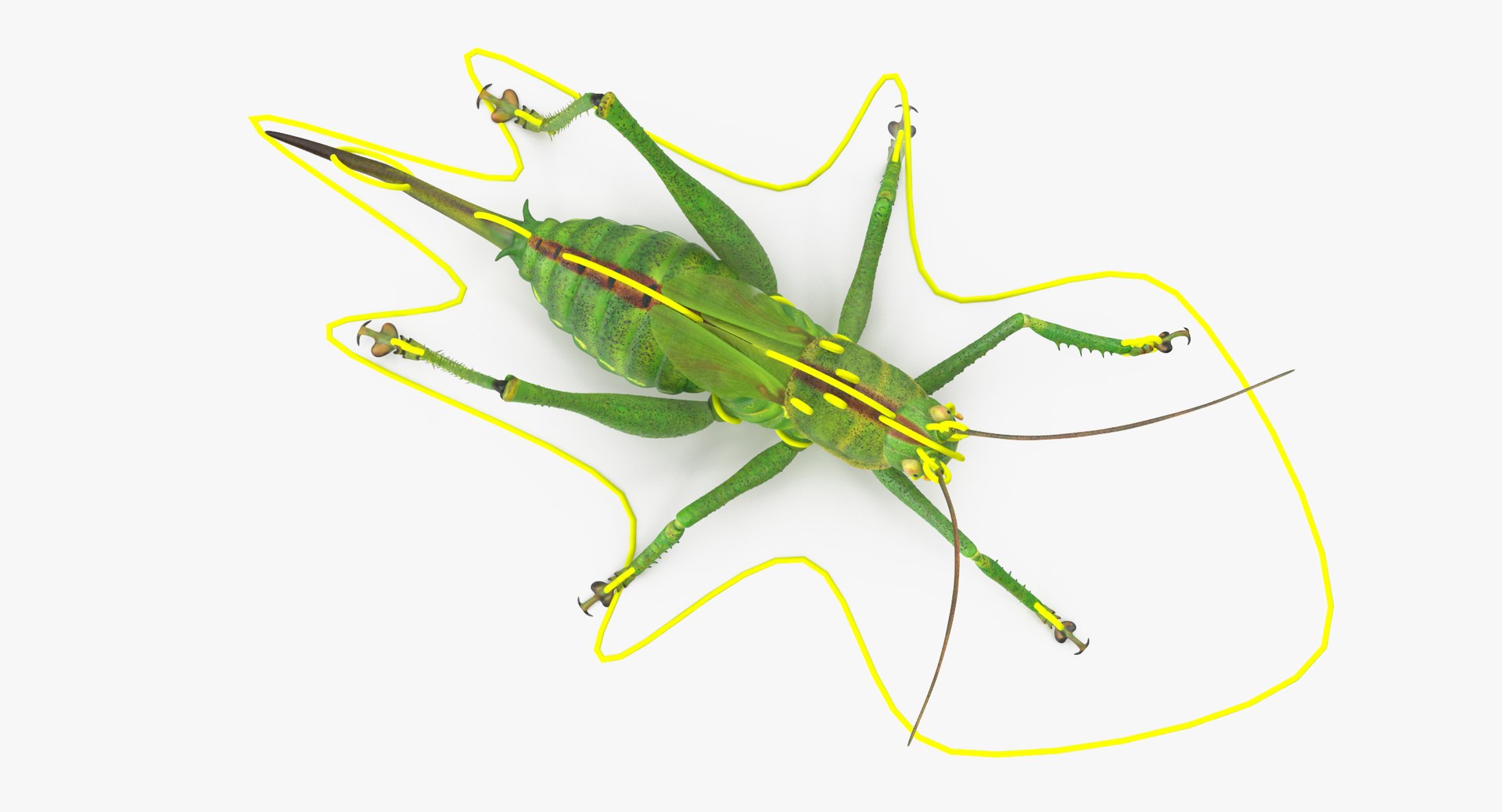 3d Rigged Grasshopper Model