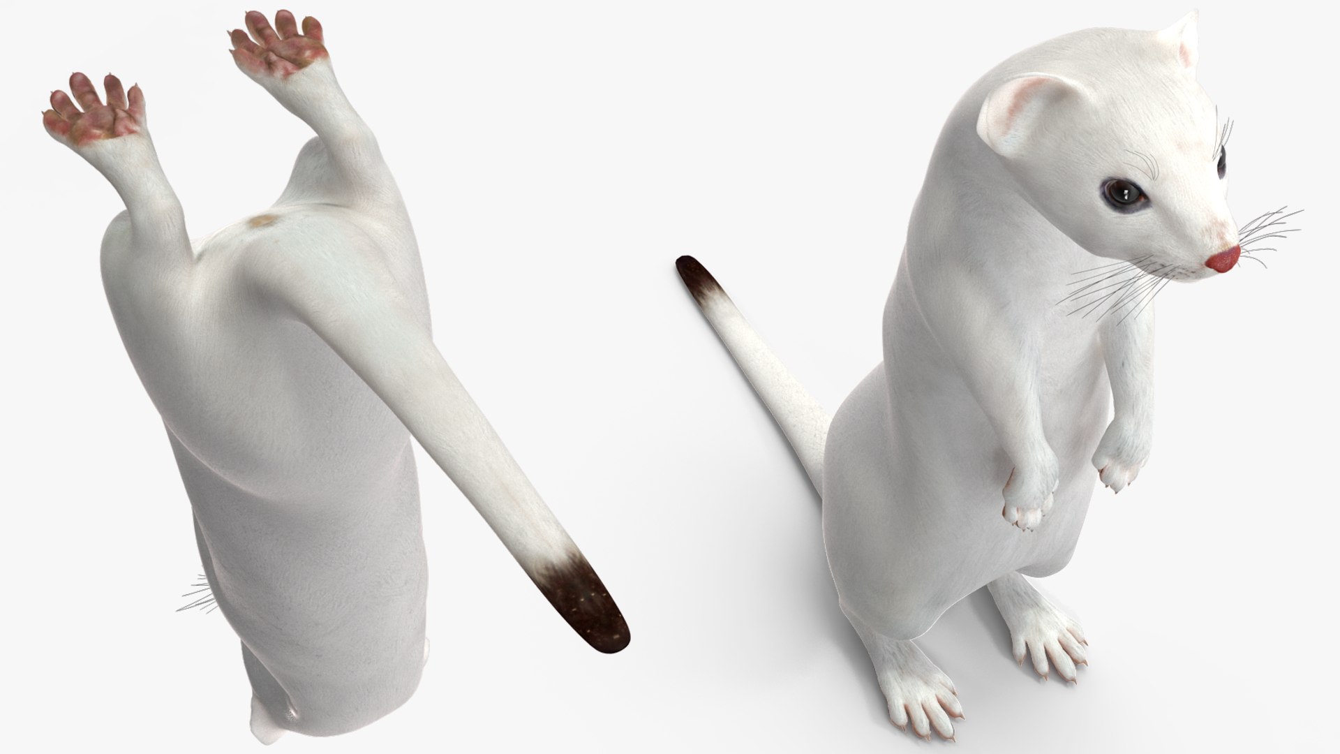 Ermine Mammal White Rigged 3D Model - TurboSquid 2208783