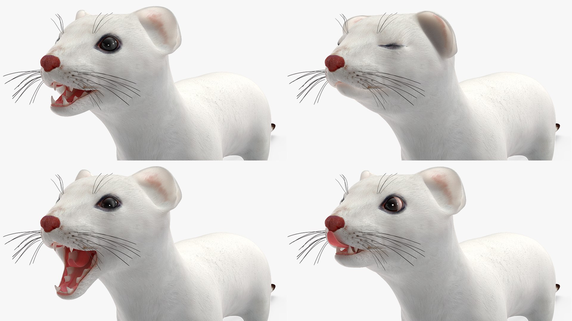 Ermine Mammal White Rigged 3D Model - TurboSquid 2208783