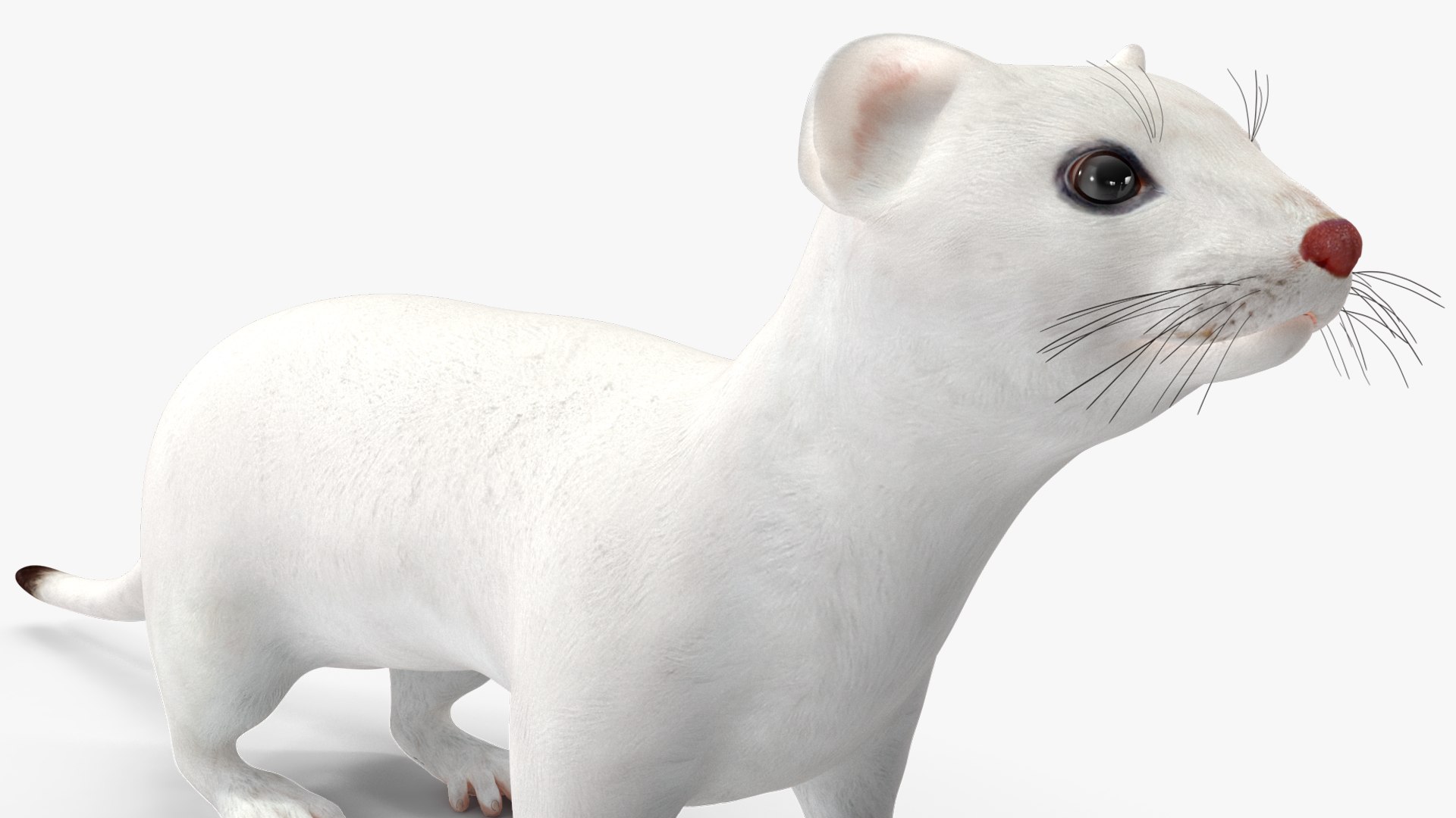 Ermine Mammal White Rigged 3D Model - TurboSquid 2208783