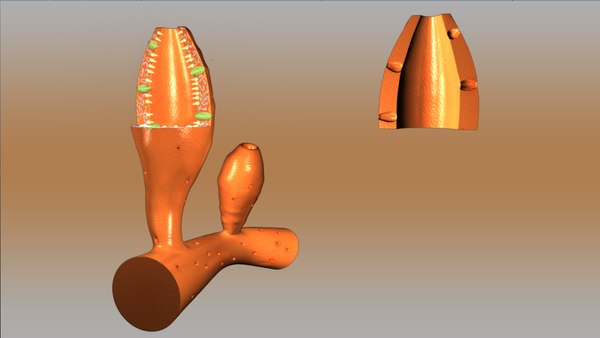 3d sponges animals phylum model