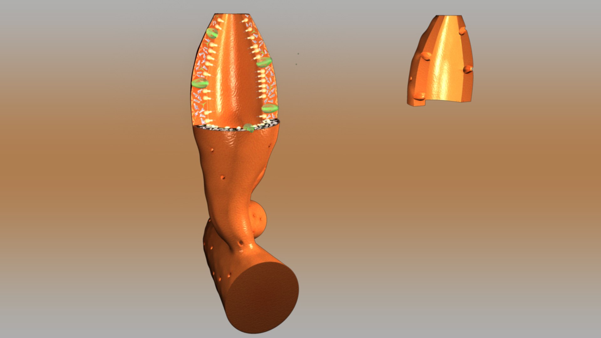 3d Sponges Animals Phylum Model