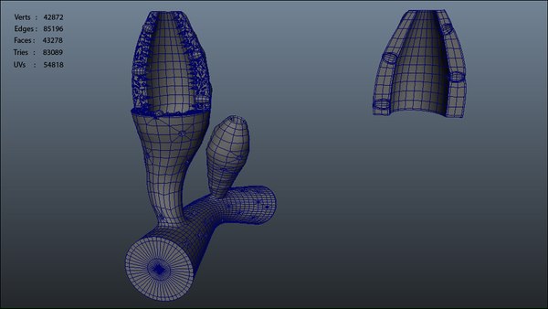 3d sponges animals phylum model