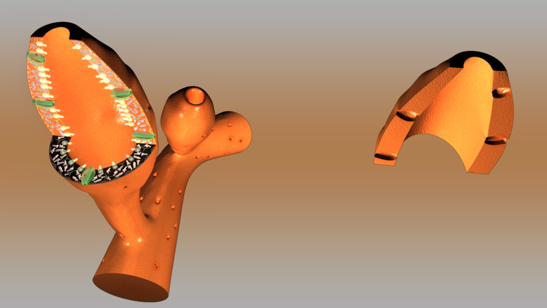 3d Sponges Animals Phylum Model