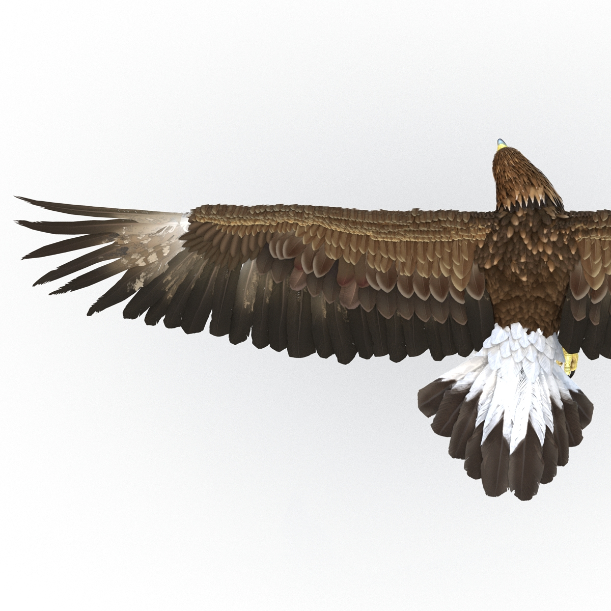3d golden eagle pose 7 model