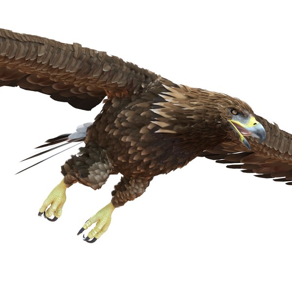 3d golden eagle pose 7 model