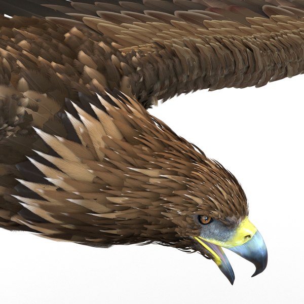 3d golden eagle pose 7 model