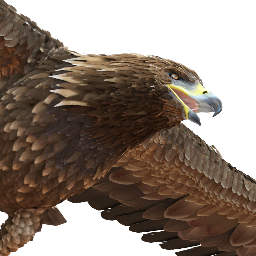3d golden eagle pose 7 model
