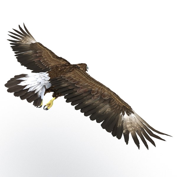 3d golden eagle pose 7 model