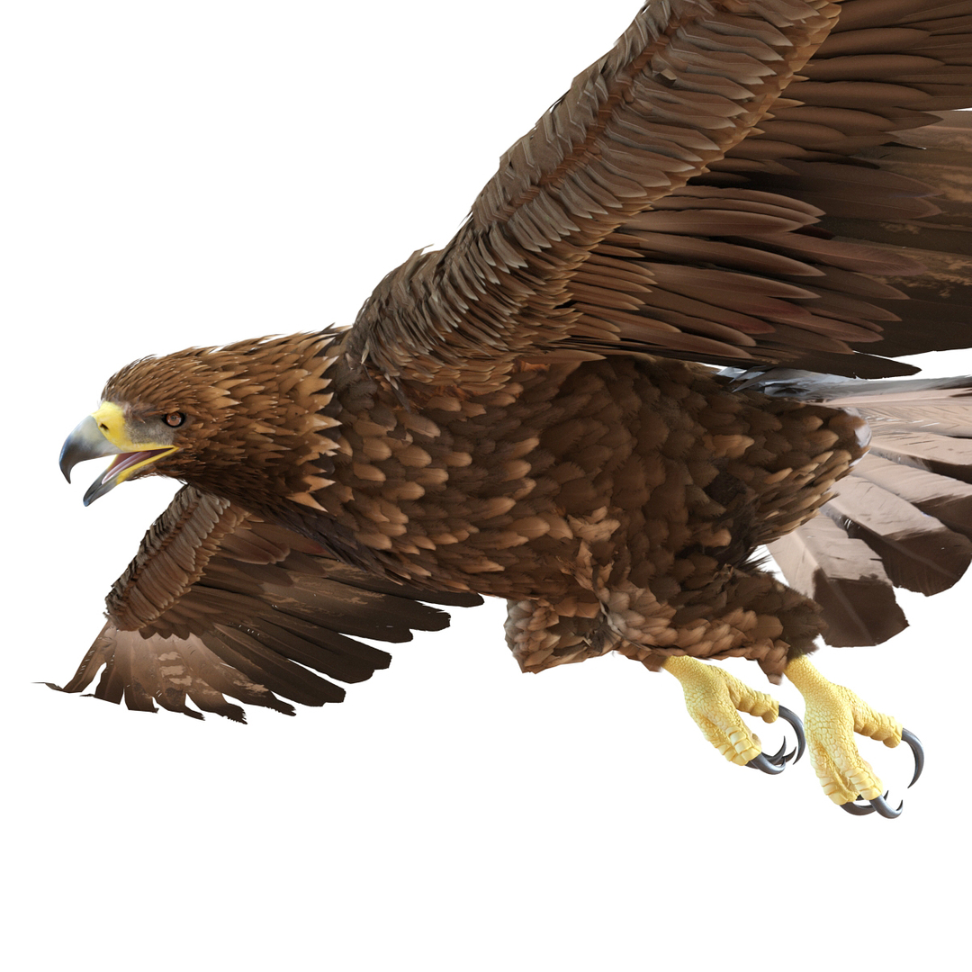 3d golden eagle pose 7 model