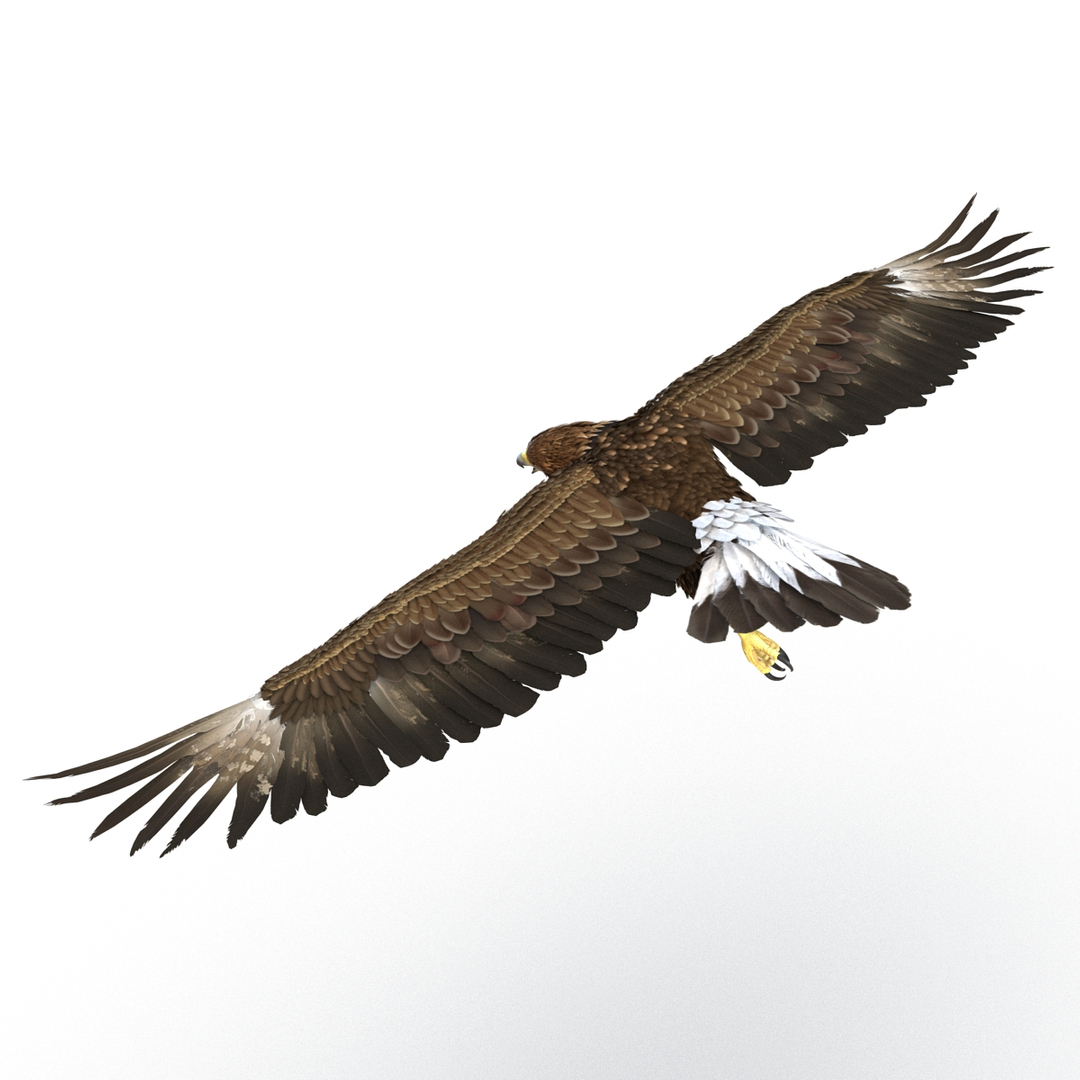 3d golden eagle pose 7 model