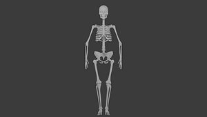 Download 3D Human Skeleton STL Models - TurboSquid