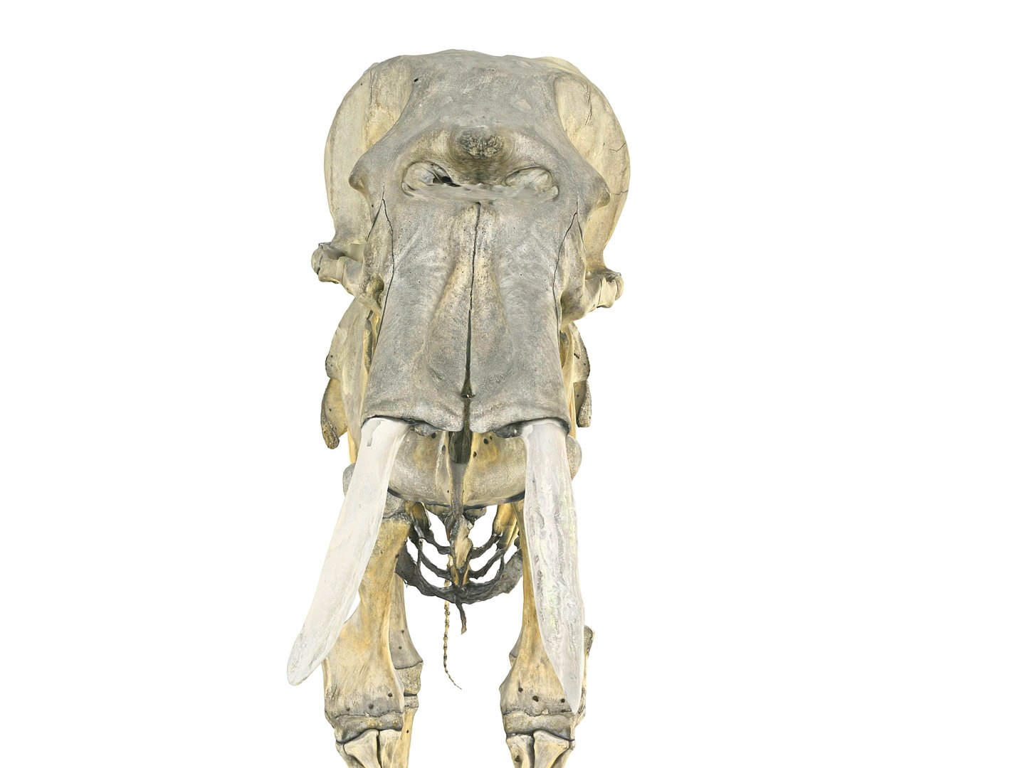 3D Elephant Skeleton Hd Model - TurboSquid 1567376