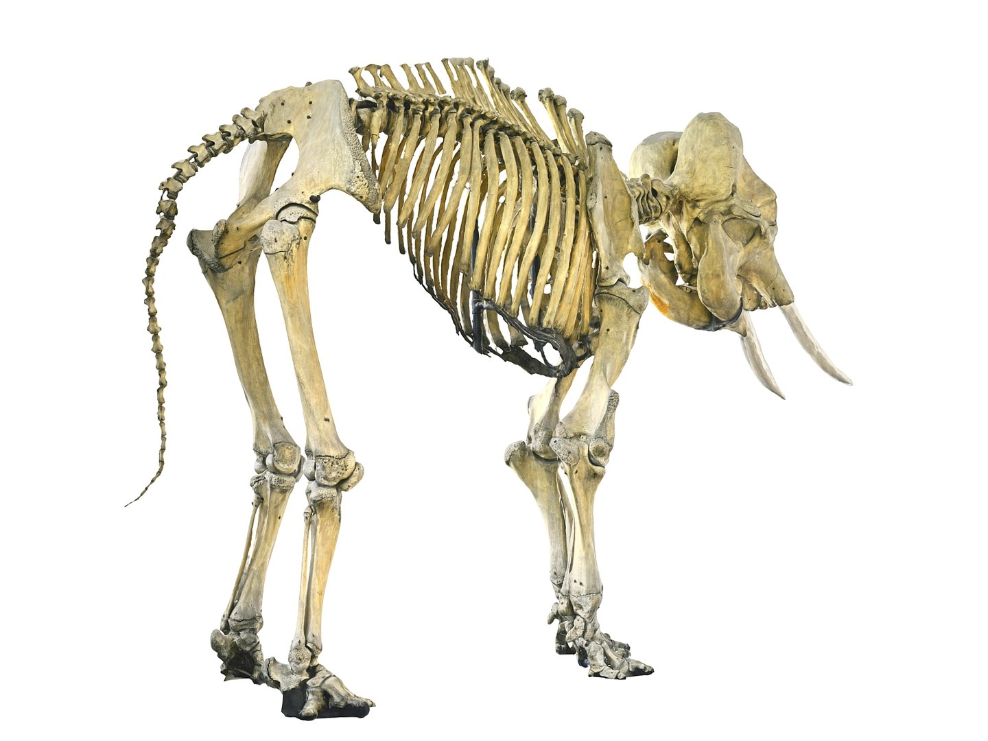3D Elephant Skeleton Hd Model - TurboSquid 1567376