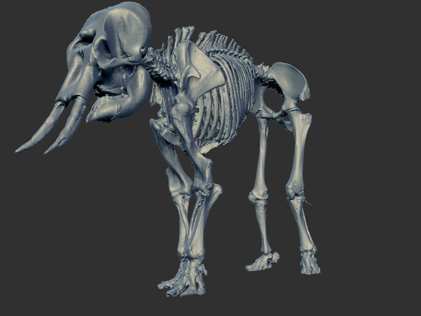 3D Elephant Skeleton Hd Model - TurboSquid 1567376