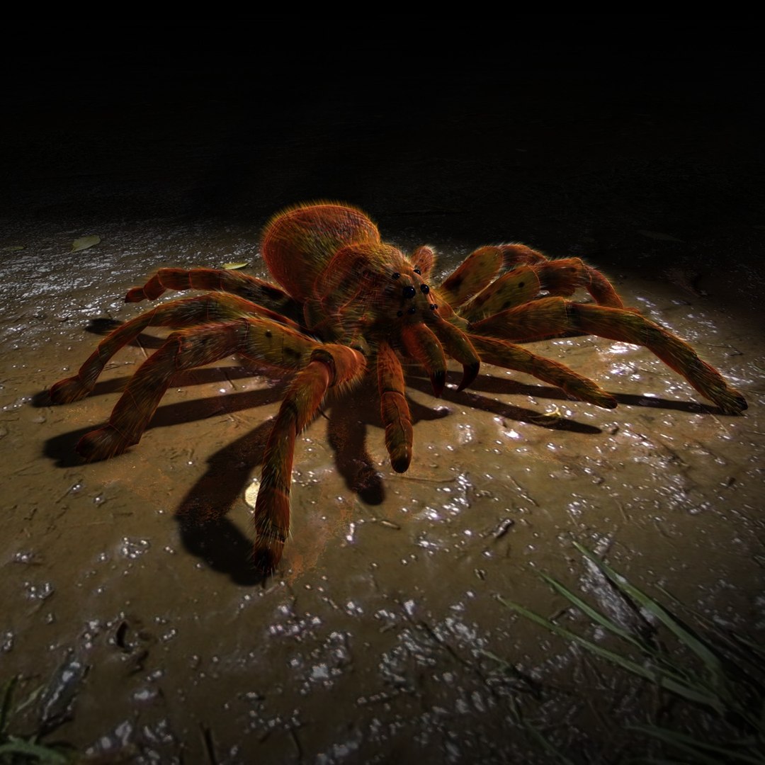 3d Spider Normal Animation Model
