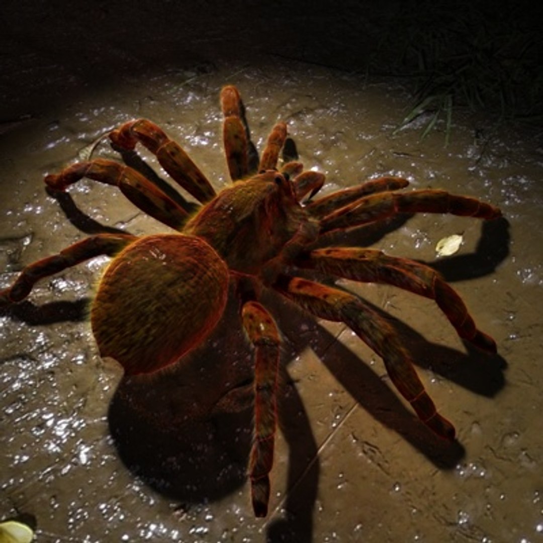 3d Spider Normal Animation Model