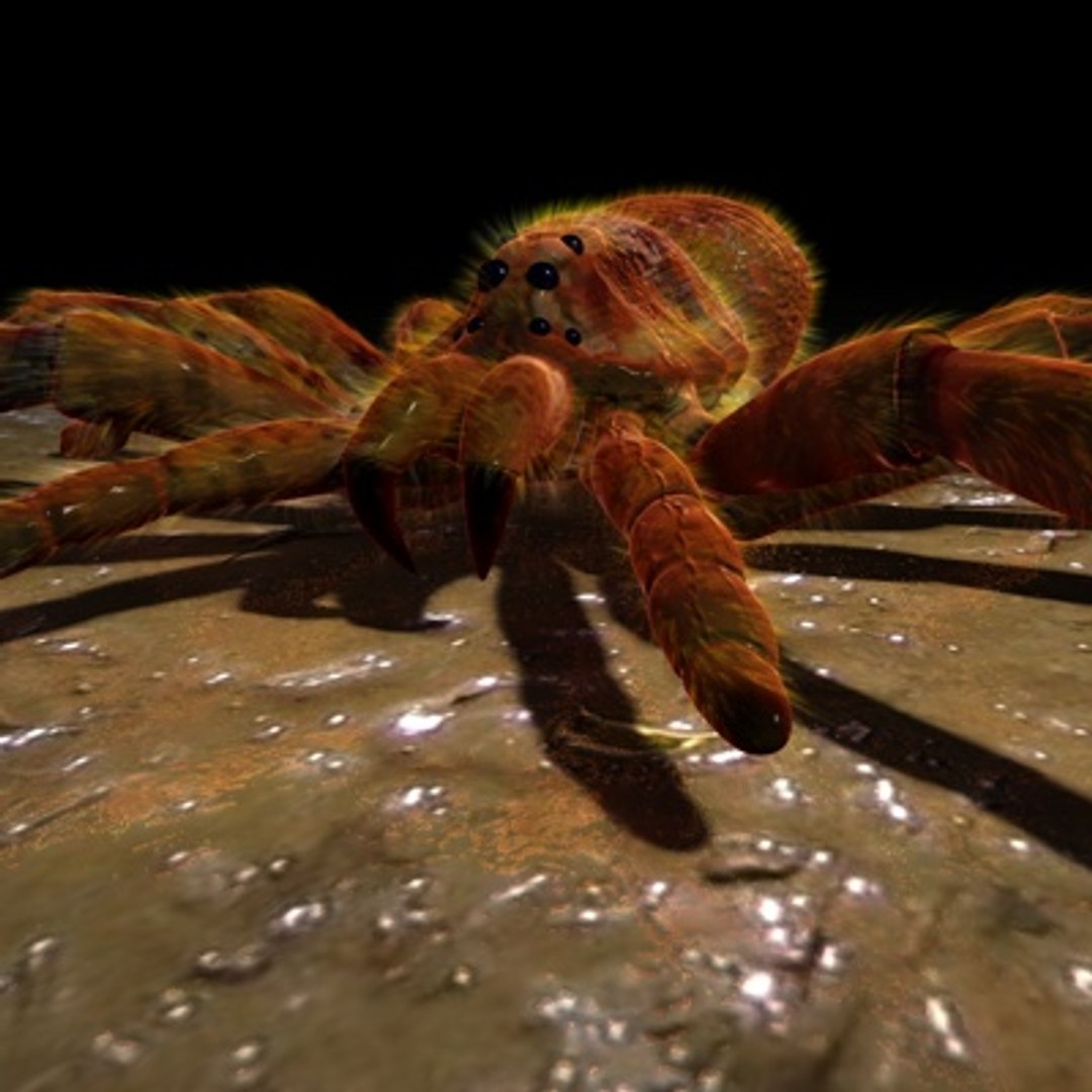 3d Spider Normal Animation Model