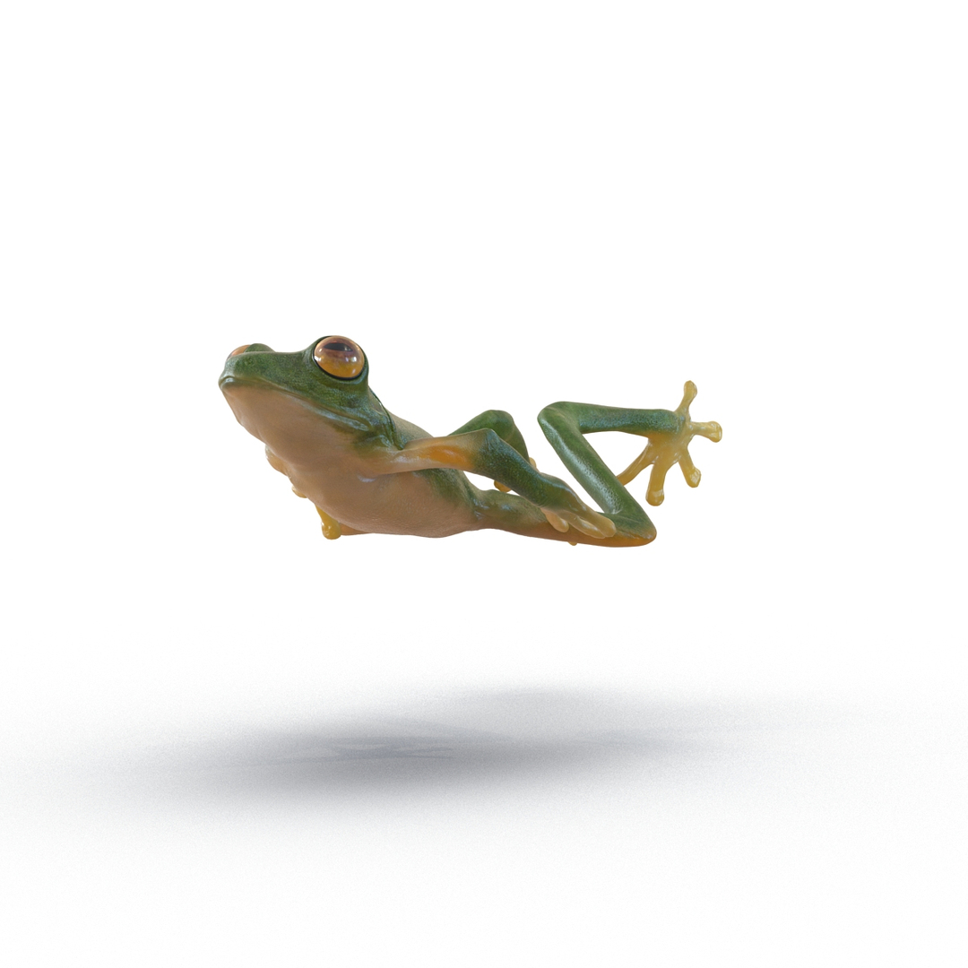 Tree Frog Pose 4 3d Model