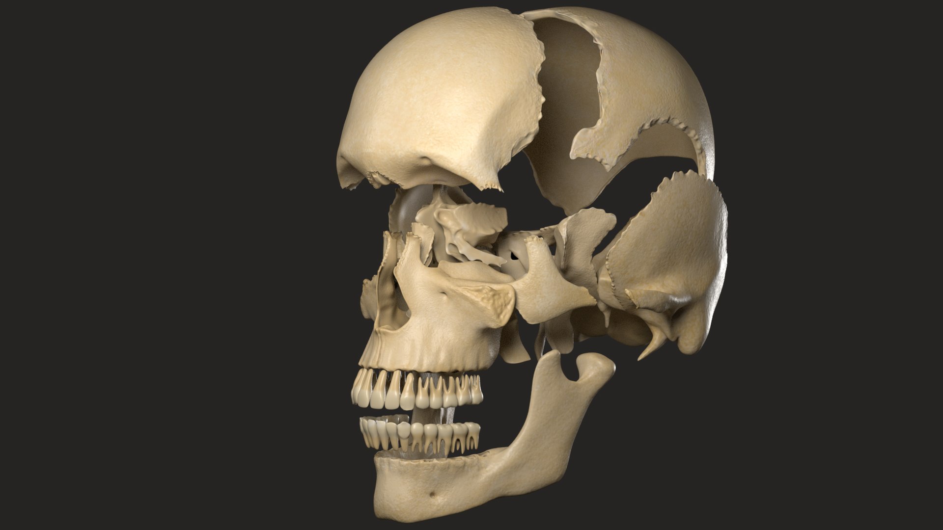 3D Exploded Human Skull - TurboSquid 1802526