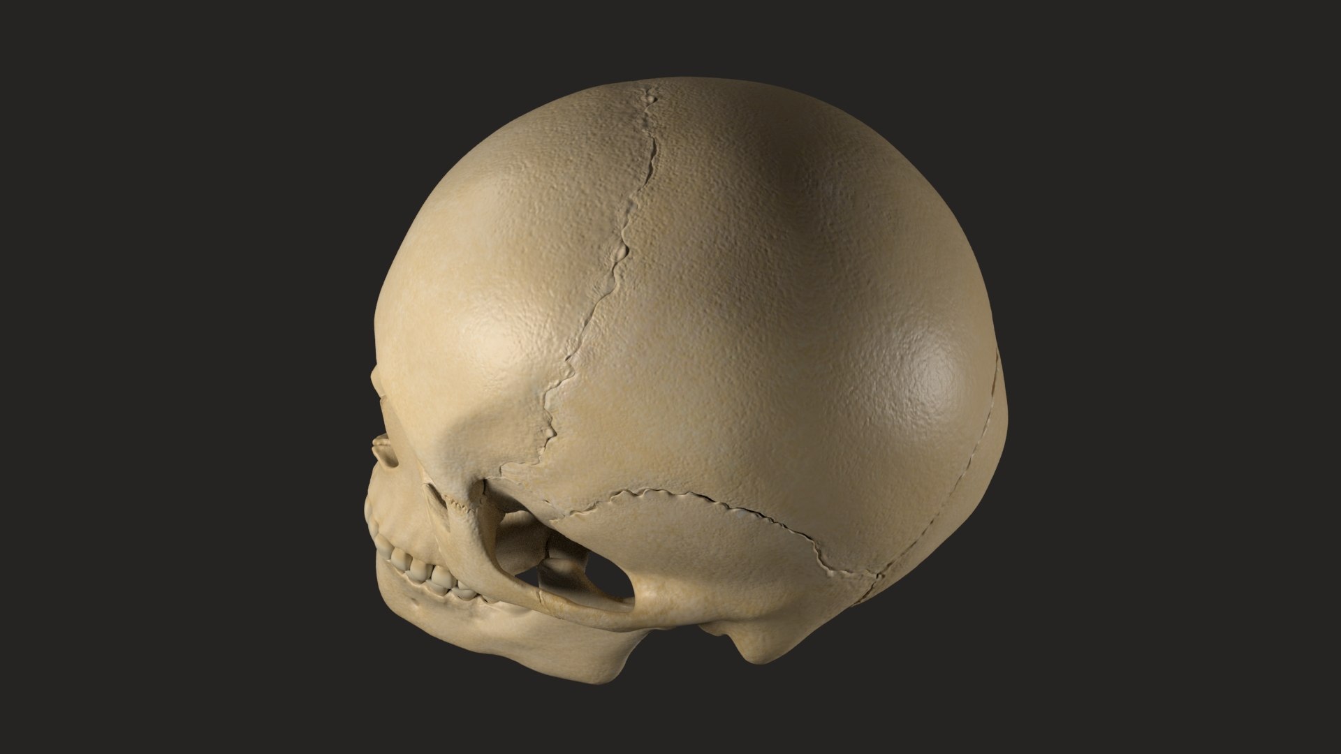 3D Exploded Human Skull - TurboSquid 1802526