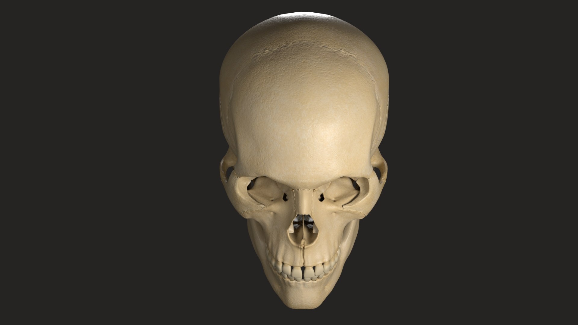 3D Exploded Human Skull - TurboSquid 1802526