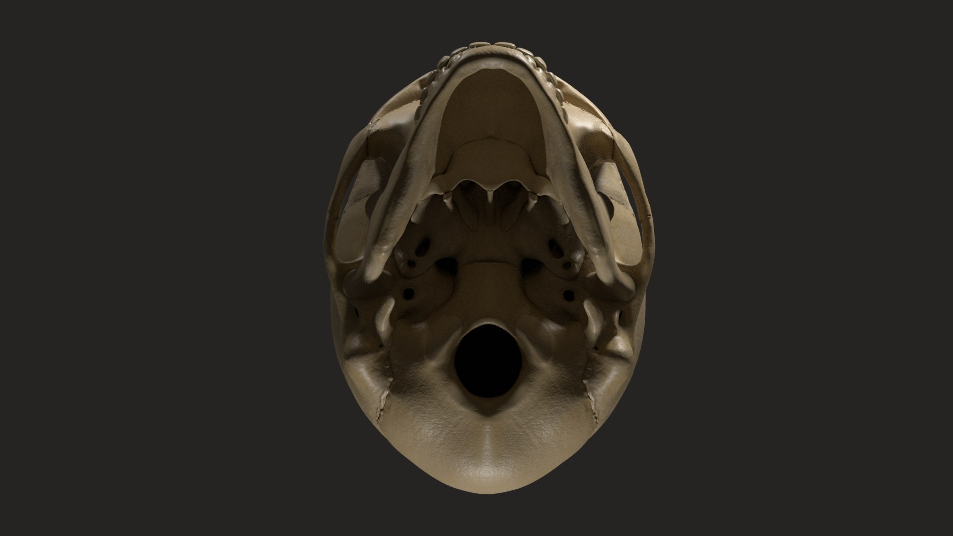 3D Exploded Human Skull - TurboSquid 1802526