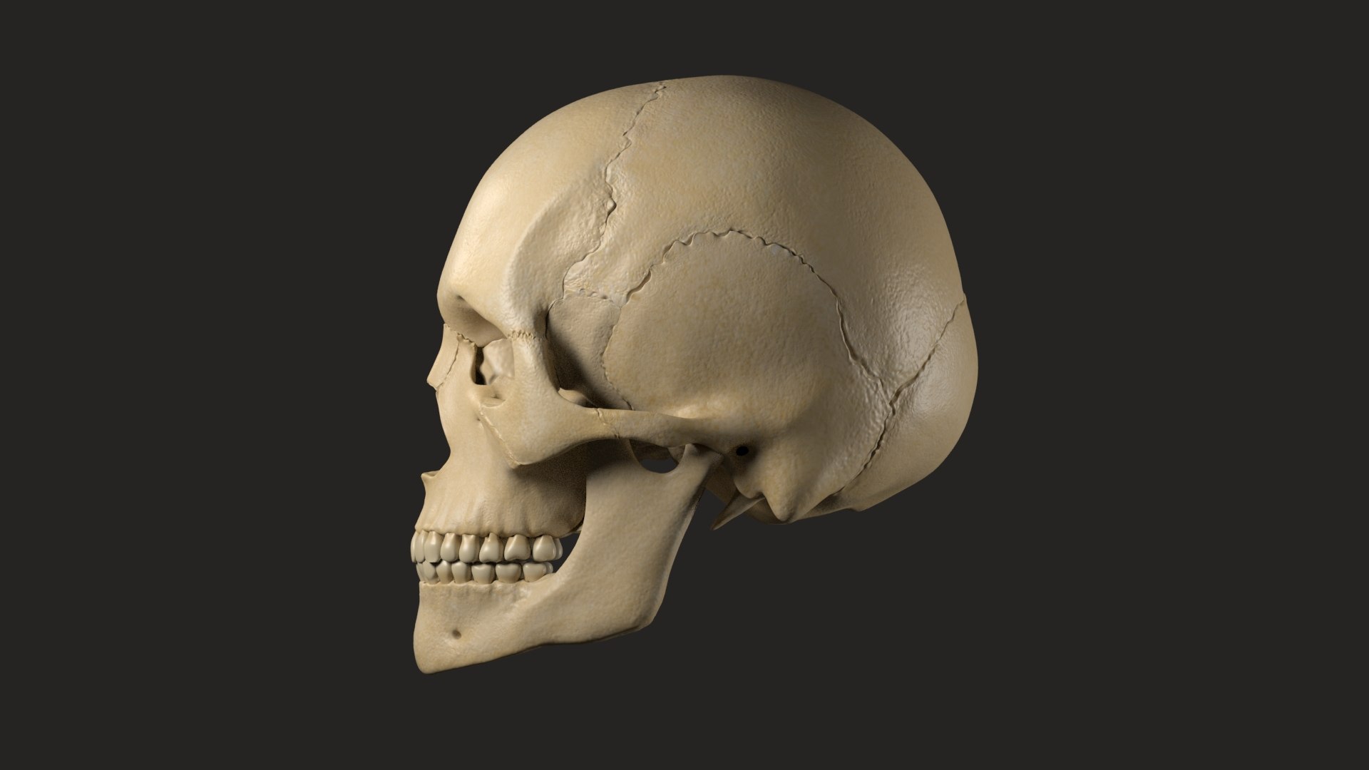 3D Exploded Human Skull - TurboSquid 1802526