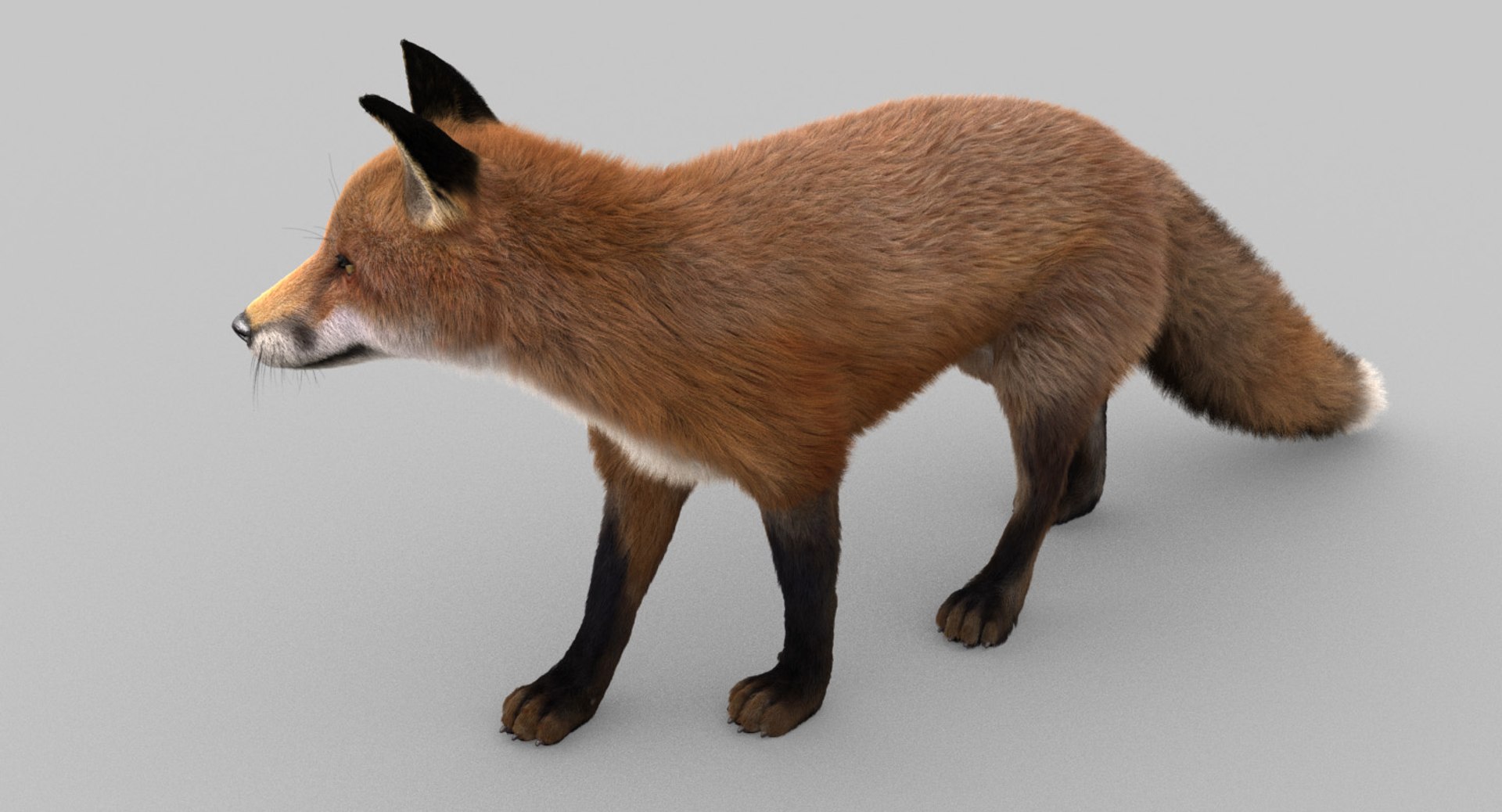 Fox Fur 3D - TurboSquid 1154805