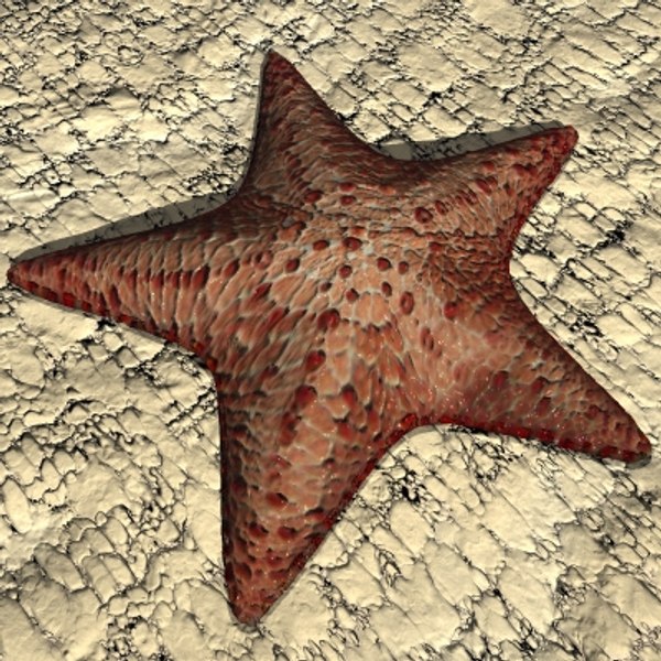 star fish 3d model