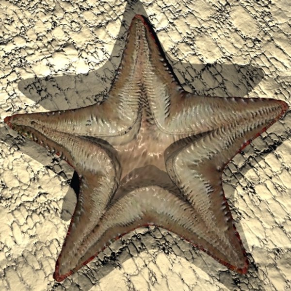 star fish 3d model