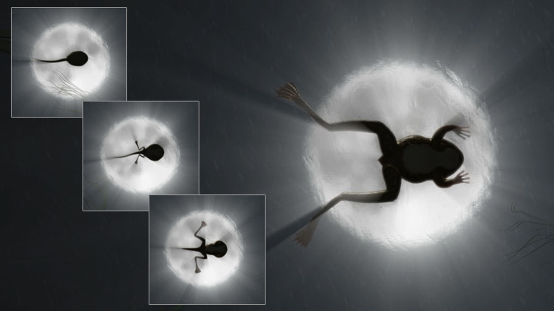 Morphing Shape 3d Model