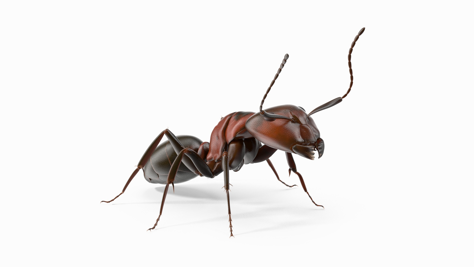 3D Realistic Red Ant Insect Model - TurboSquid 2324024