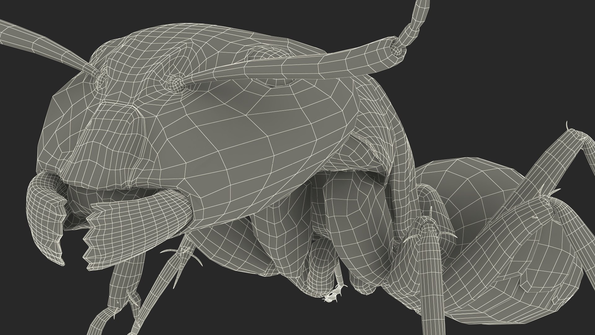 3D Realistic Red Ant Insect Model - TurboSquid 2324024