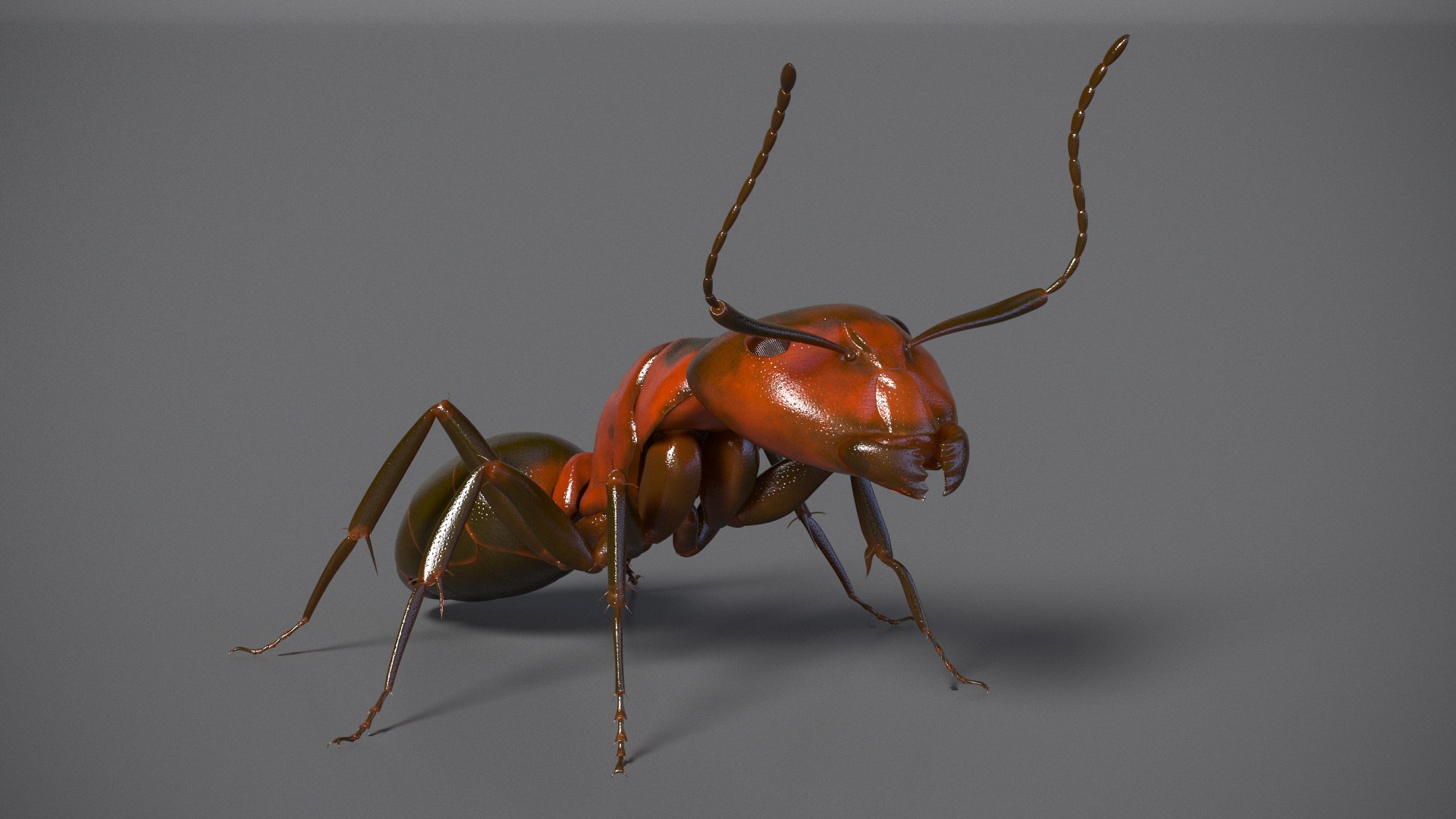 3D Realistic Red Ant Insect Model - TurboSquid 2324024
